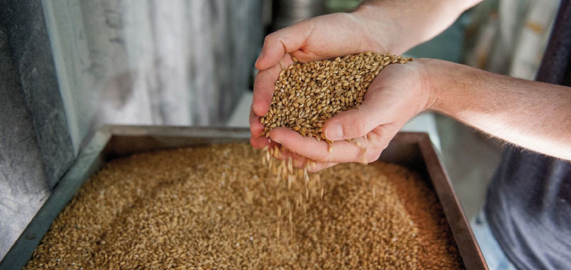 Production de semences maraîchères | Forgescom